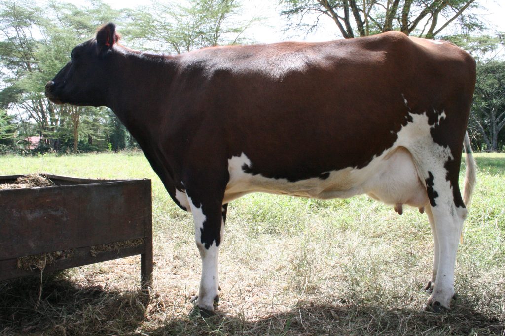 Ayrshires – Gogar Farm