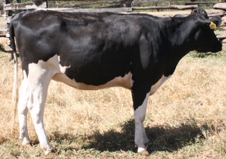 IMG_5817 – Gogar Farm