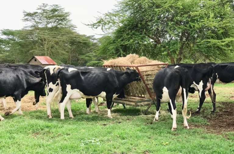 Gogar Farm – Gogar Farm