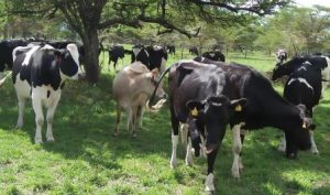 PREMIUM INCALF -HEIFERS FOR SALE – Gogar Farm